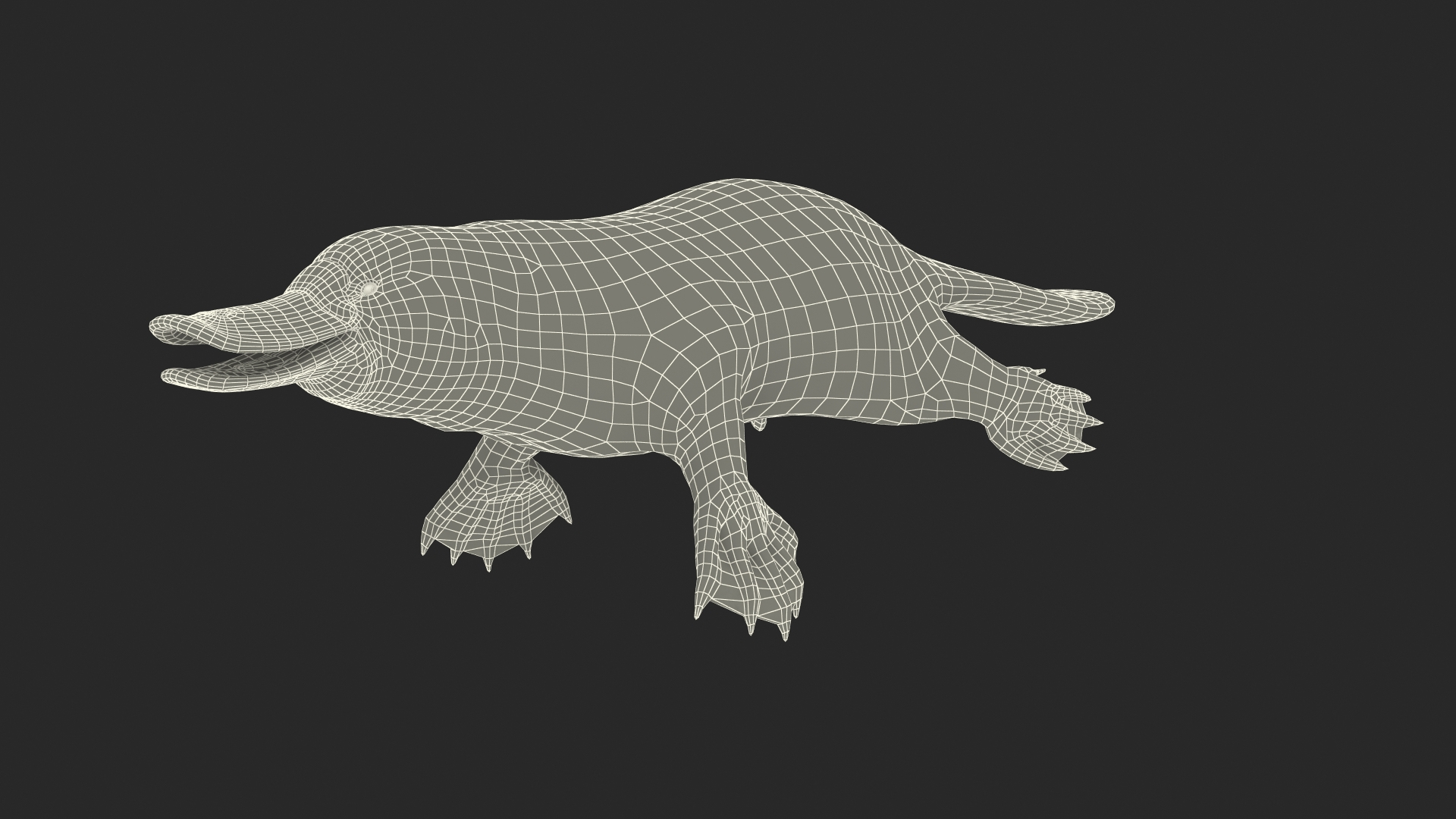 Ornithorhynchus Anatinus Model - TurboSquid 2155085