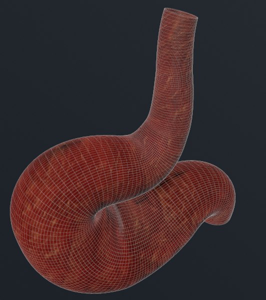Human stomach 3D - TurboSquid 1342782
