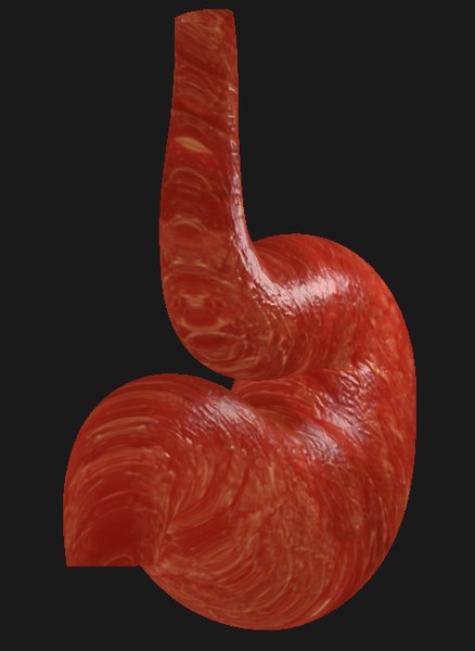 Human stomach 3D - TurboSquid 1342782