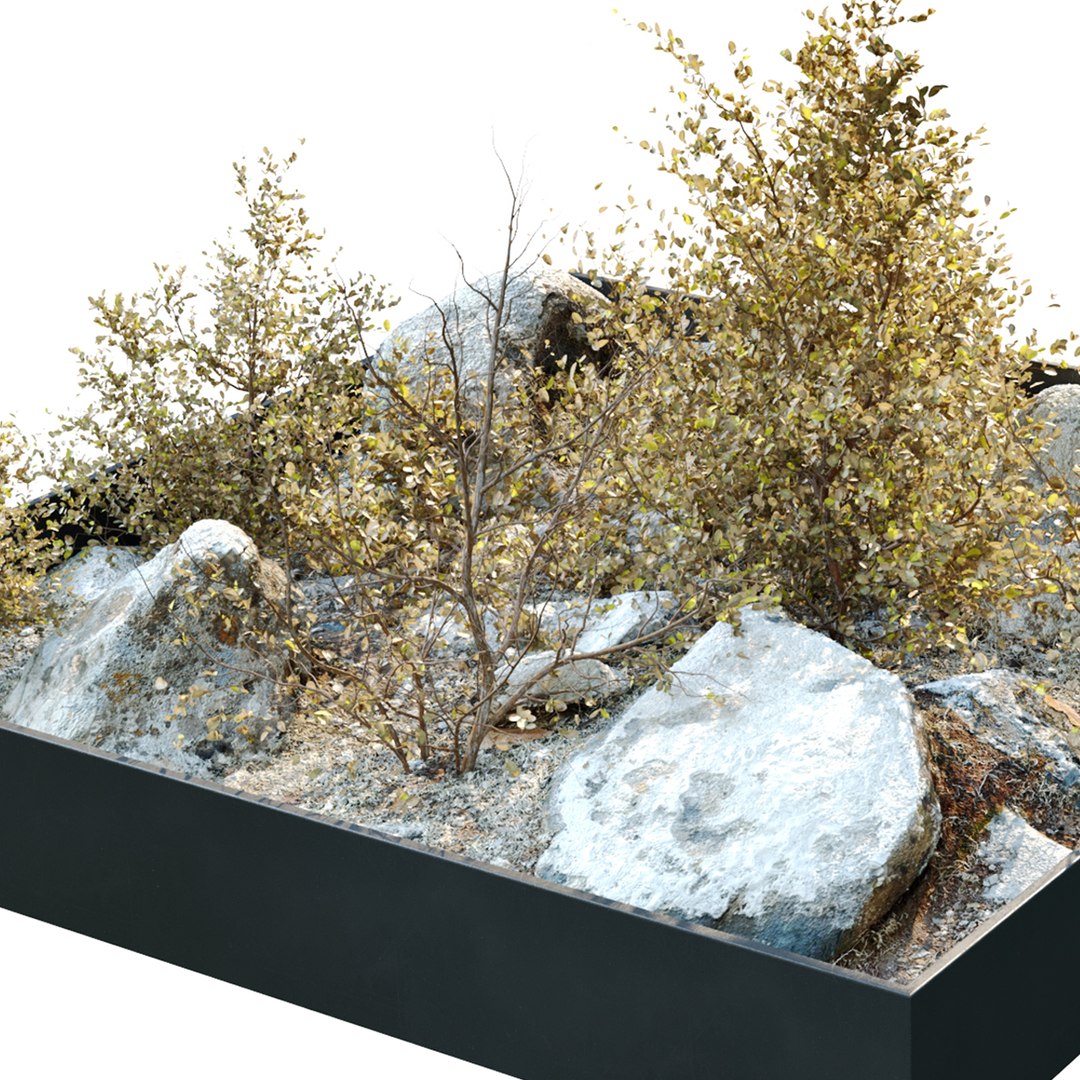 3D Dry Plants In Rocky Base Model - TurboSquid 1953507