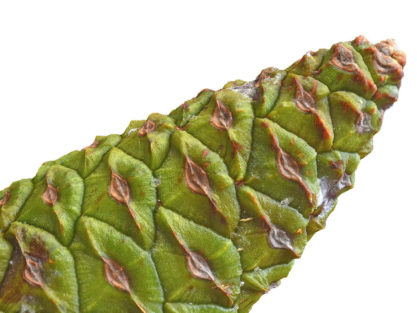 Conifer Cone Ultra Hd 3D Model - TurboSquid 1318287