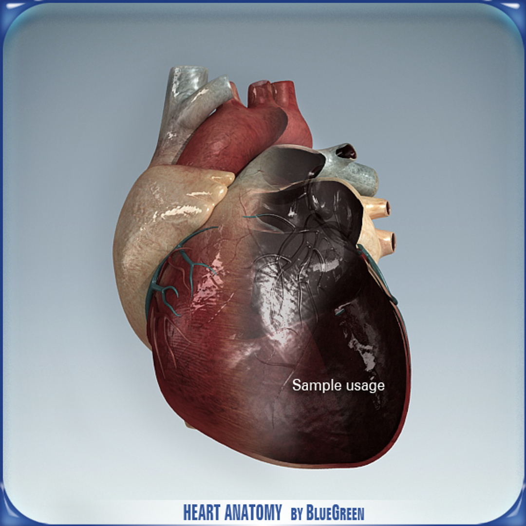 heart anatomy 3d c4d