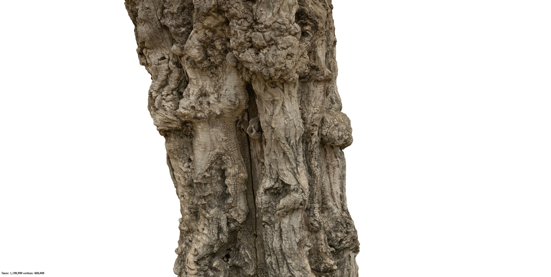 Old Acacia Tree Trunk 1x16k 2x16k 6x8k Textures Raw 3D Scan HQ OBJ 3D ...