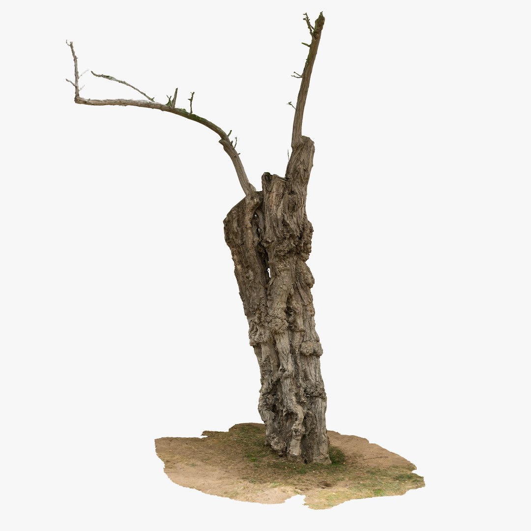 Old Acacia Tree Trunk 1x16k 2x16k 6x8k Textures Raw 3D Scan HQ OBJ 3D Model - TurboSquid 2254119