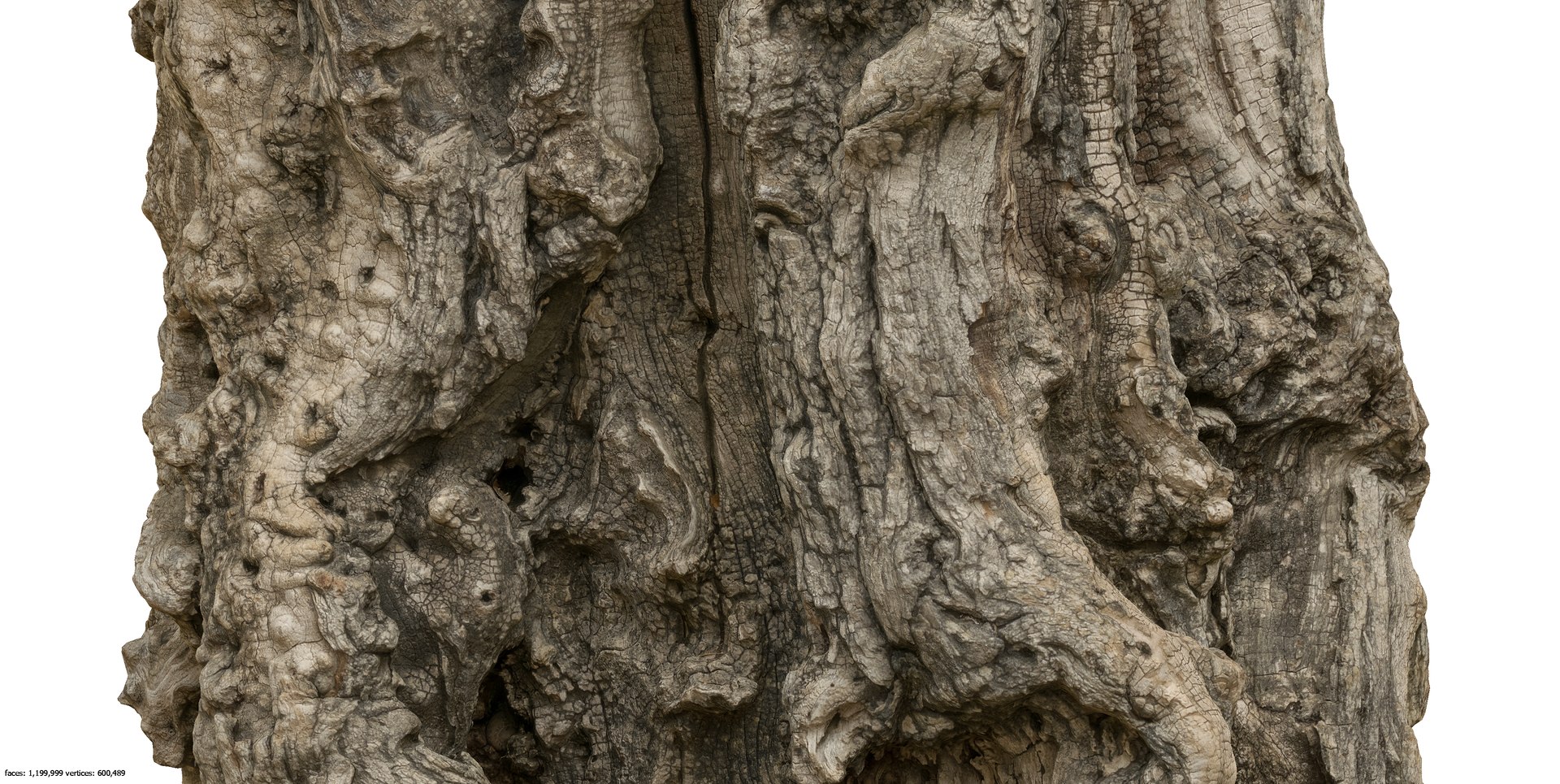 Old Acacia Tree Trunk 1x16k 2x16k 6x8k Textures Raw 3D Scan HQ OBJ 3D ...