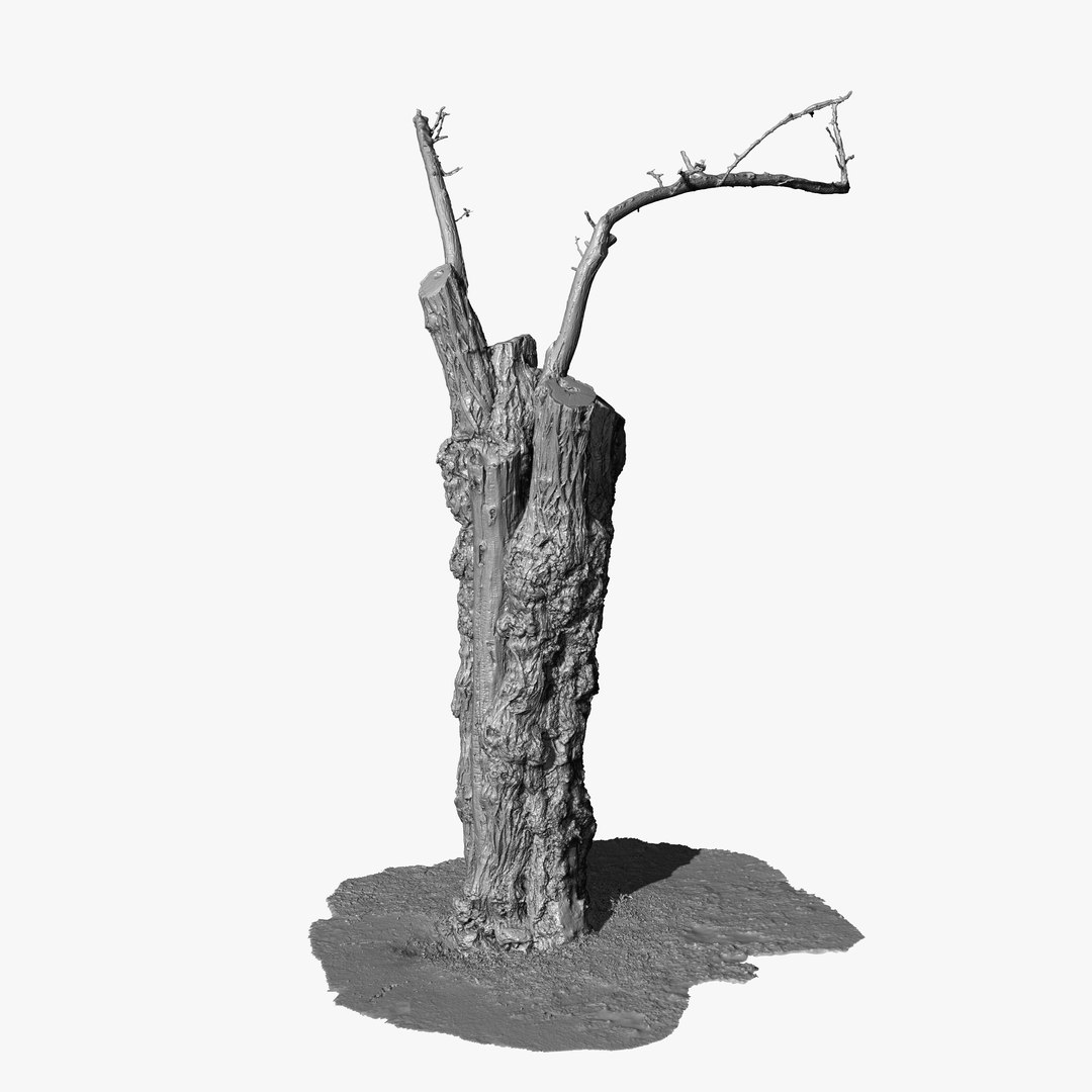 Old Acacia Tree Trunk 1x16k 2x16k 6x8k Textures Raw 3D Scan HQ OBJ 3D ...