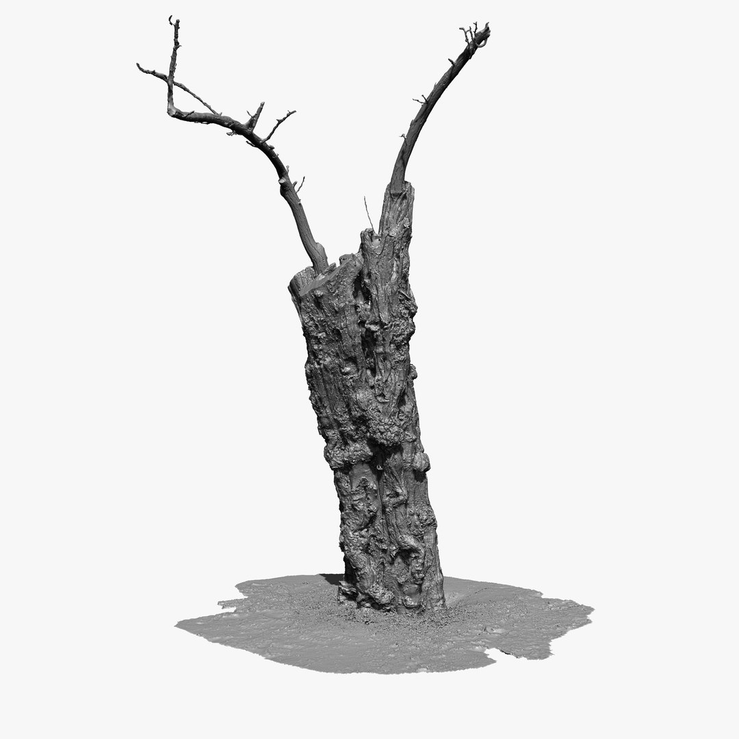 Old Acacia Tree Trunk 1x16k 2x16k 6x8k Textures Raw 3D Scan HQ OBJ 3D ...