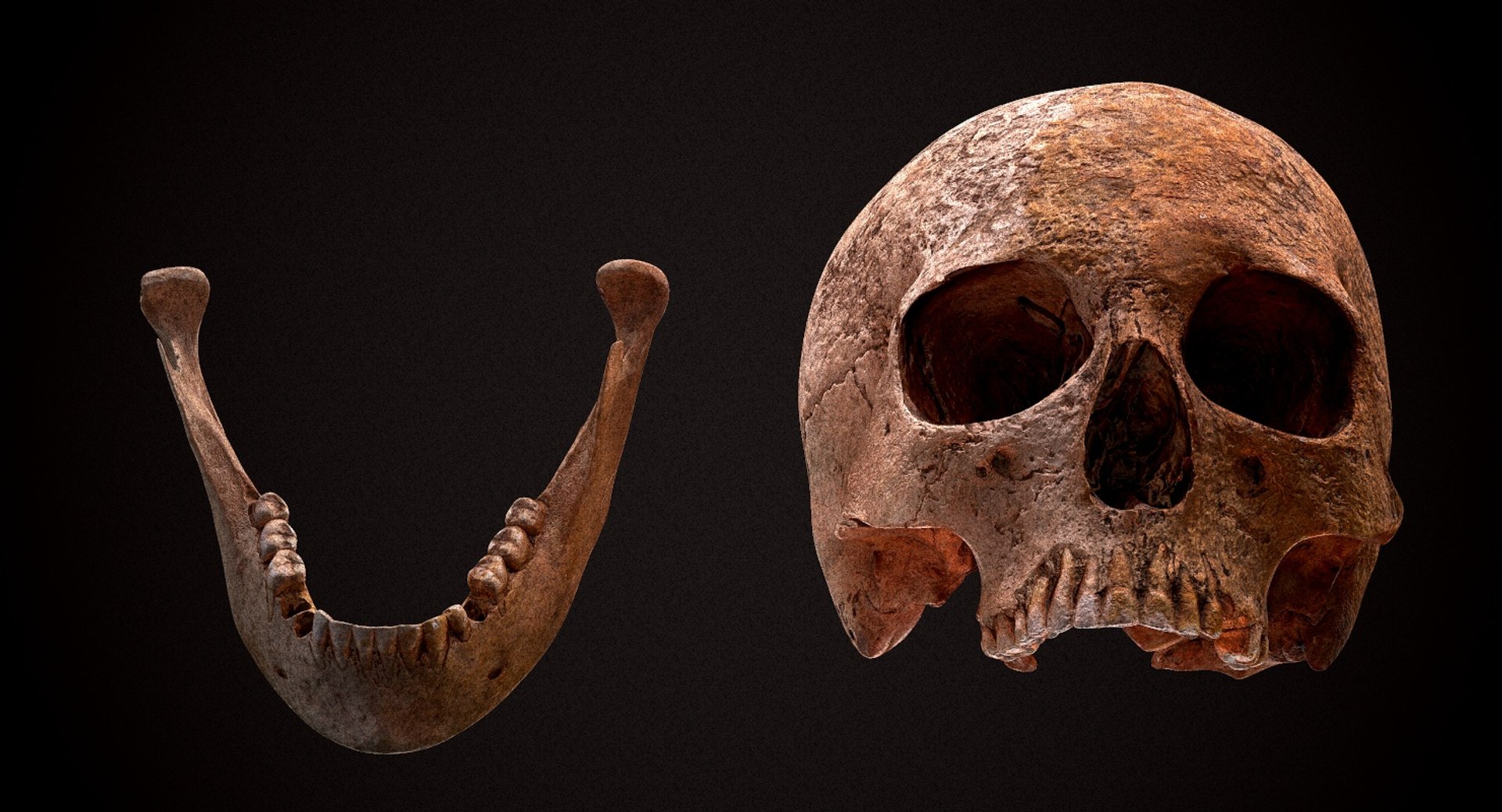 3D real skull - TurboSquid 1394597