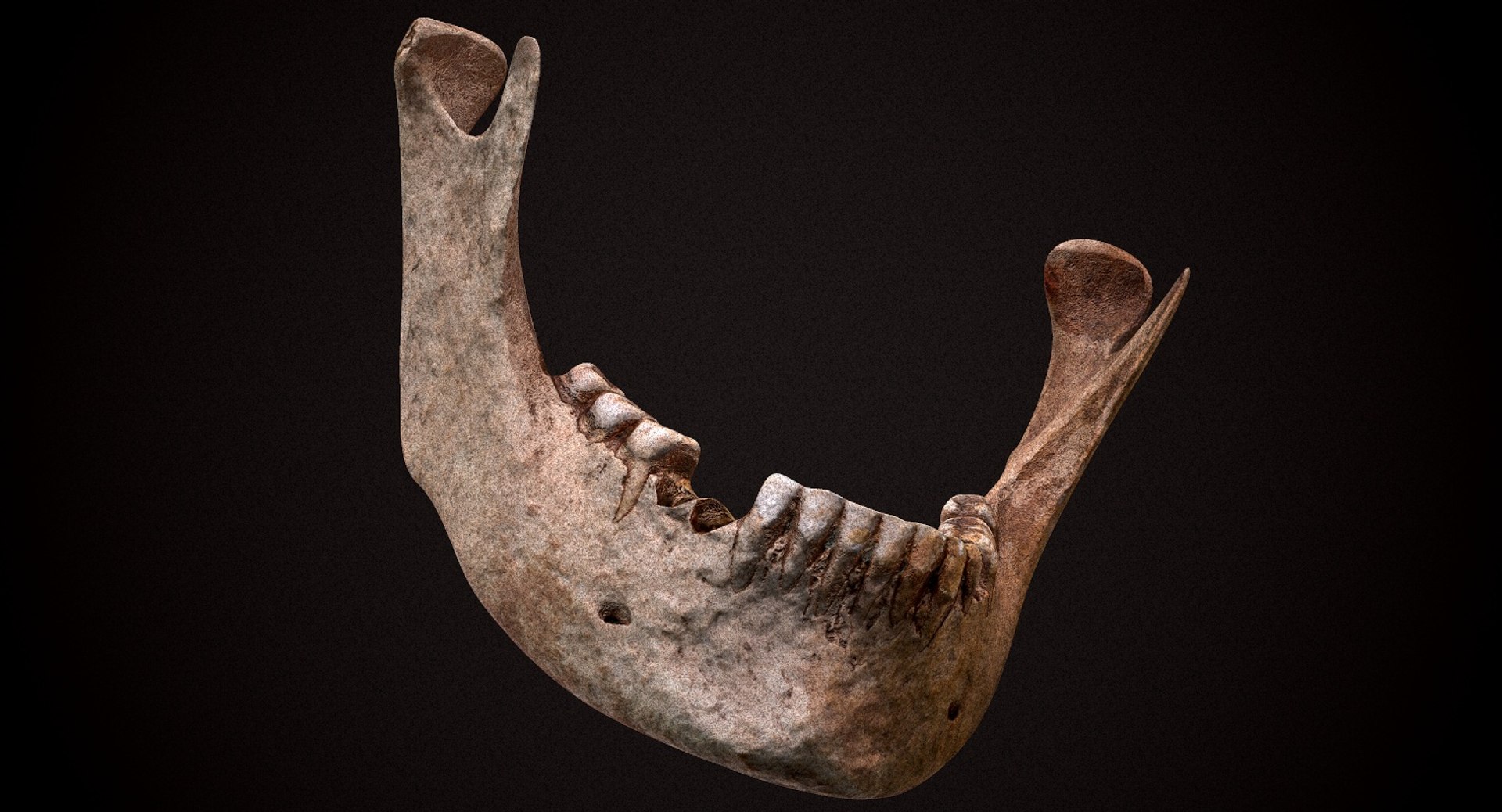 3D Real Skull - TurboSquid 1394597