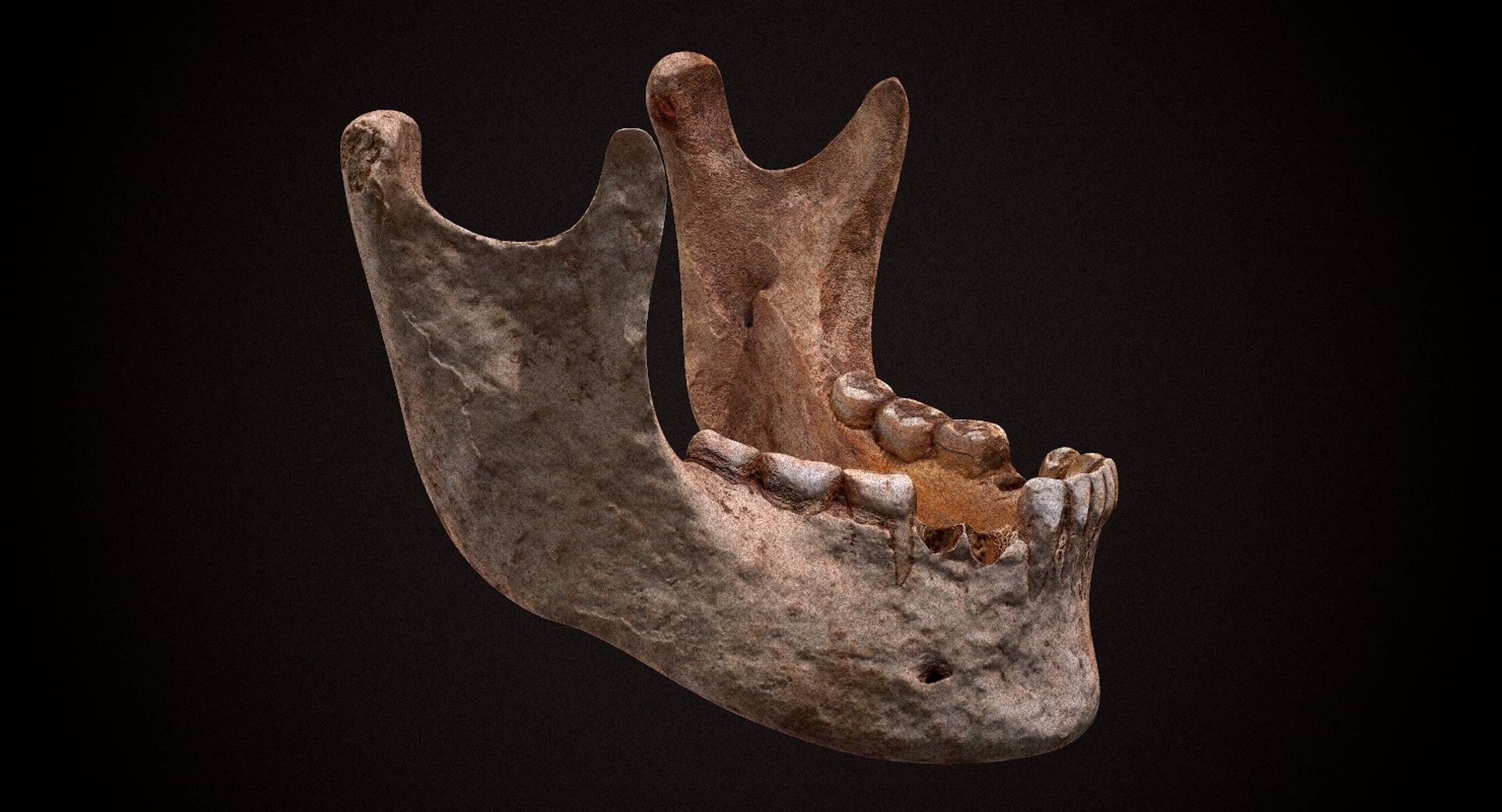 3D Real Skull - TurboSquid 1394597