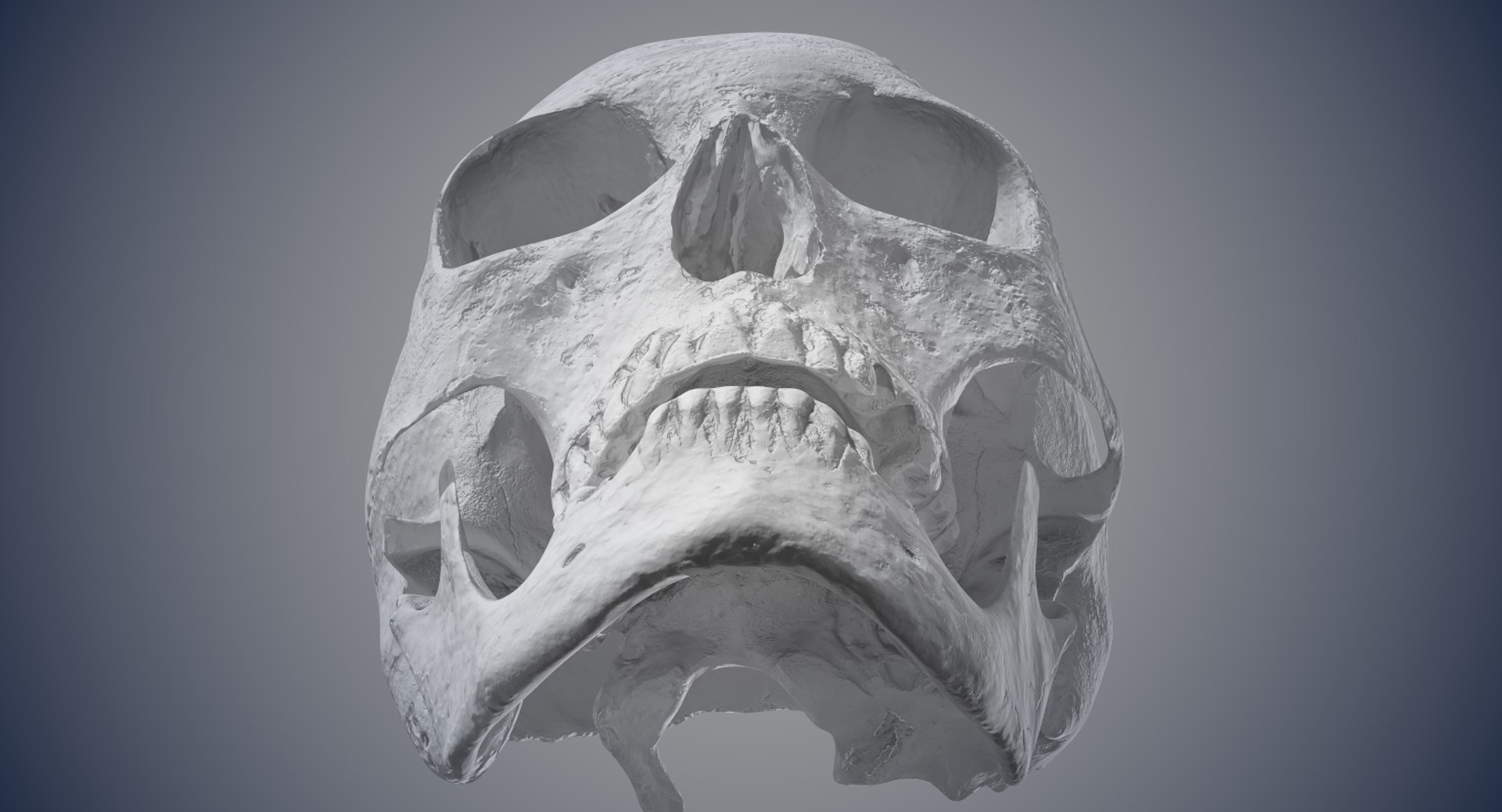 3D Real Skull - TurboSquid 1394597