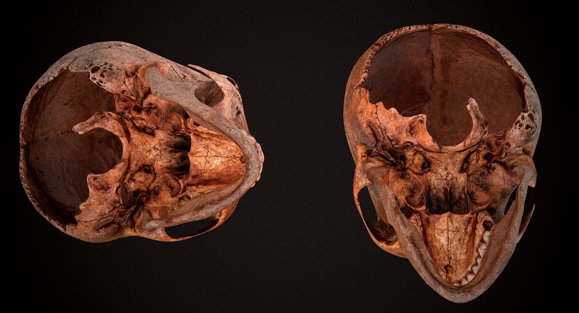 3D real skull - TurboSquid 1394597