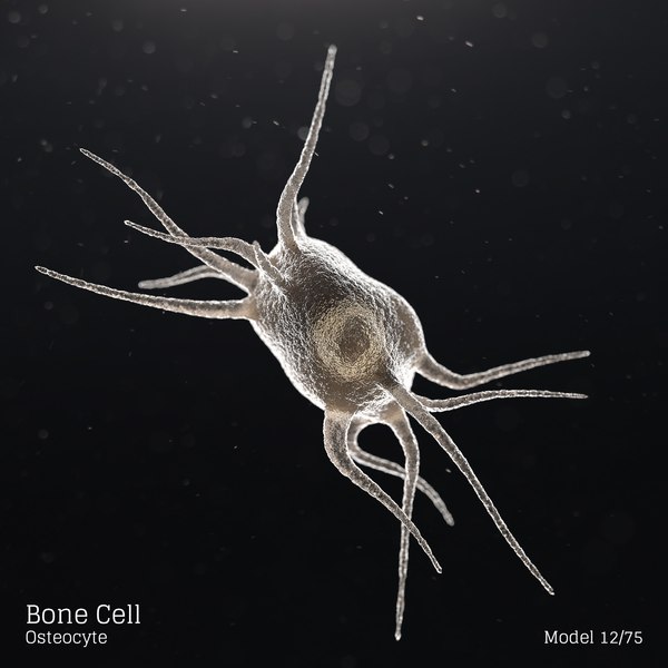 modelo 3d Célula ósea - osteocito - TurboSquid 1626090