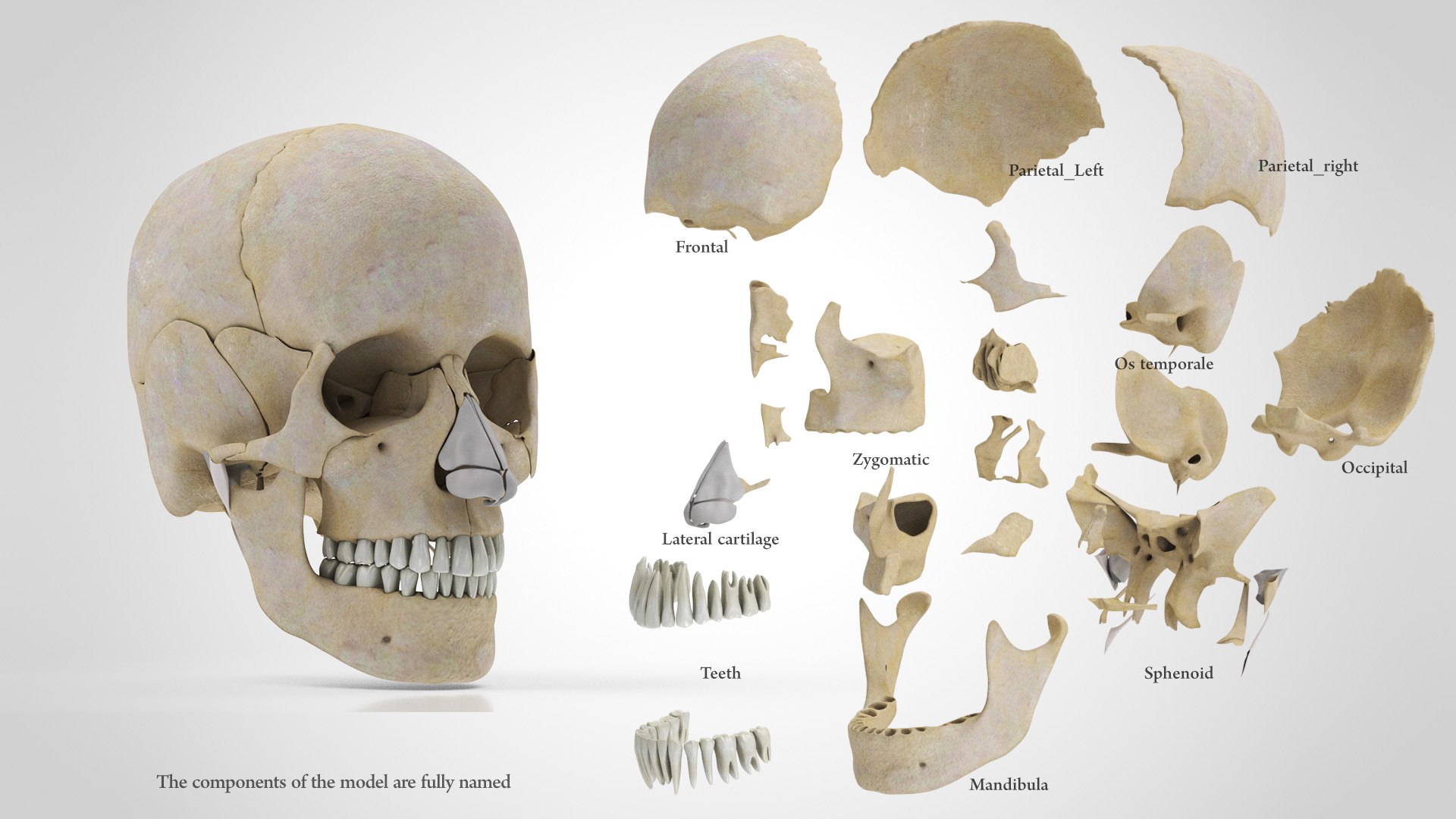 Human Skull 3D Model - TurboSquid 1814711