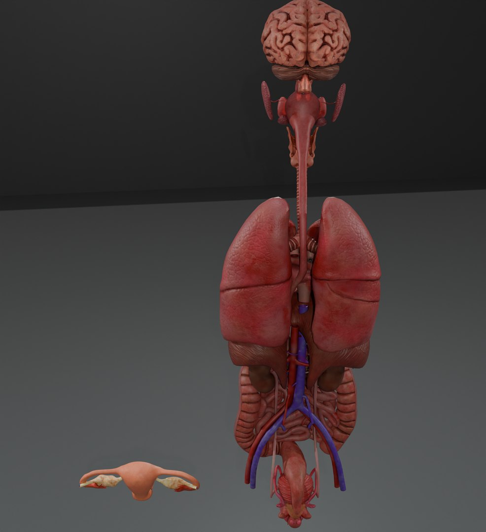 Anatomy And Internal Organs PBR 4k Low-poly 3D Model - TurboSquid 2399529