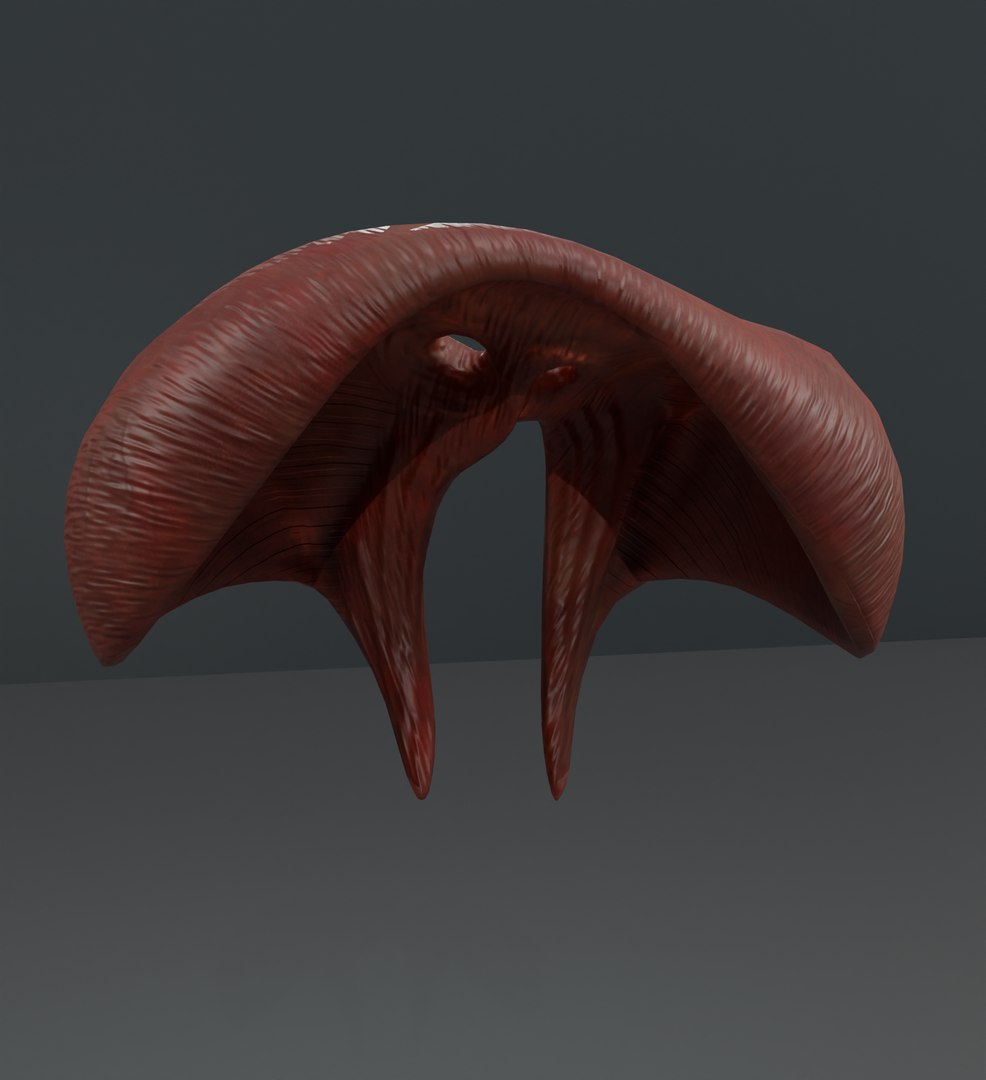Anatomy And Internal Organs PBR 4k Low-poly 3D Model - TurboSquid 2399529