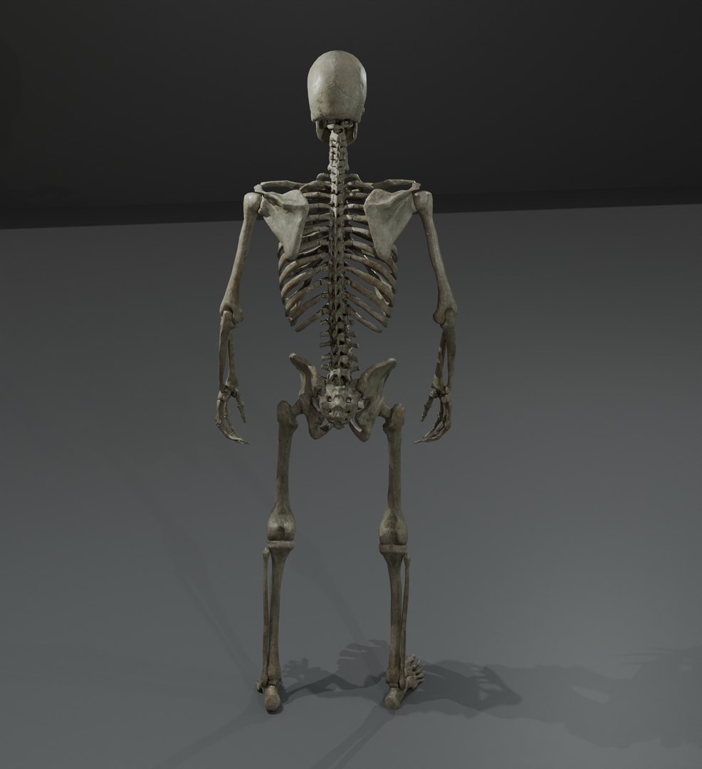 Anatomy And Internal Organs PBR 4k Low-poly 3D Model - TurboSquid 2399529