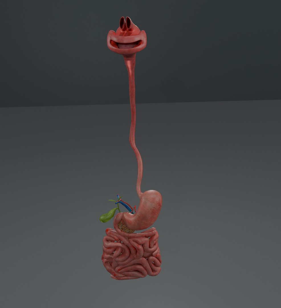 Anatomy And Internal Organs PBR 4k Low-poly 3D Model - TurboSquid 2399529