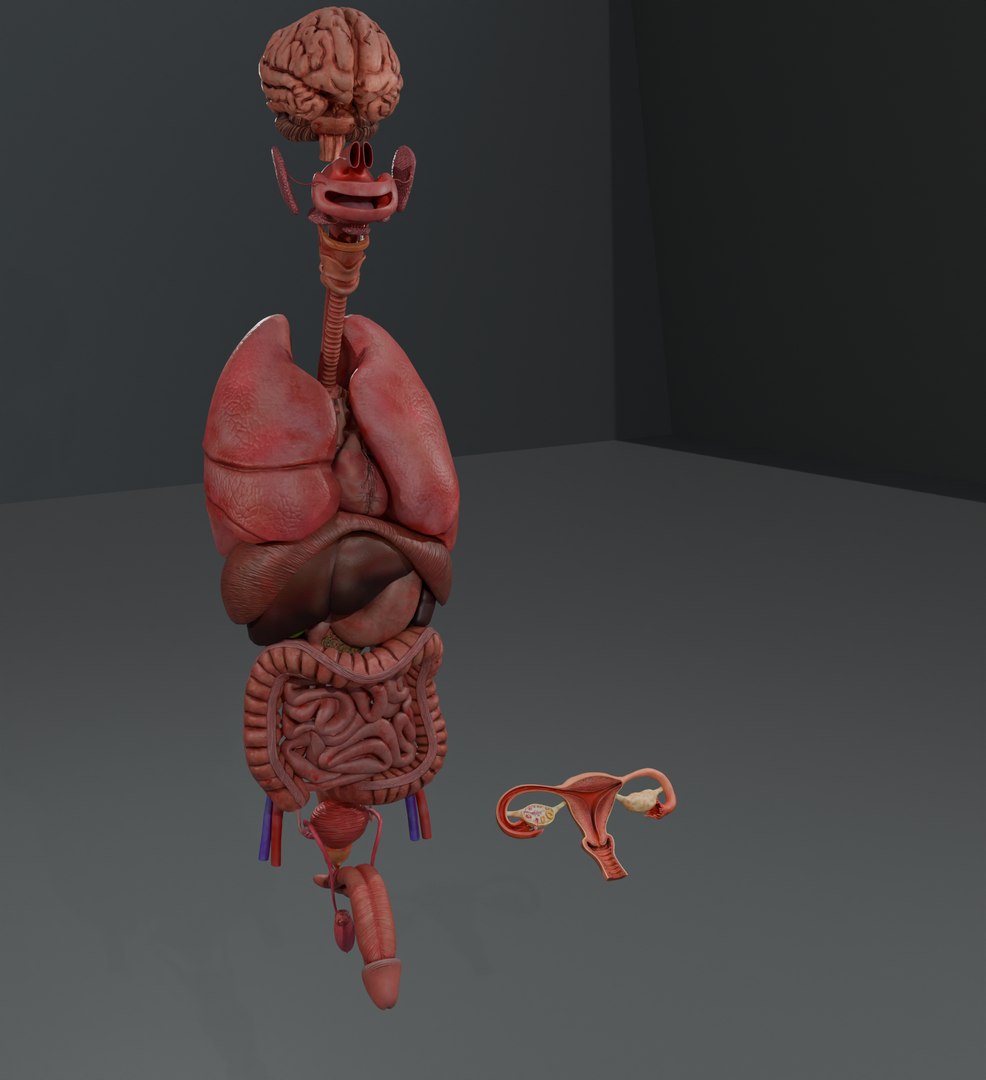 Anatomy And Internal Organs PBR 4k Low-poly 3D Model - TurboSquid 2399529