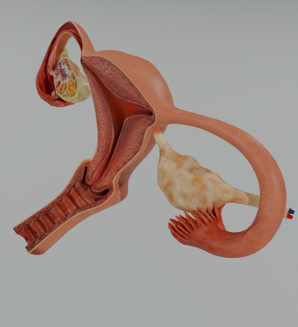 Anatomy And Internal Organs PBR 4k Low-poly 3D Model - TurboSquid 2399529