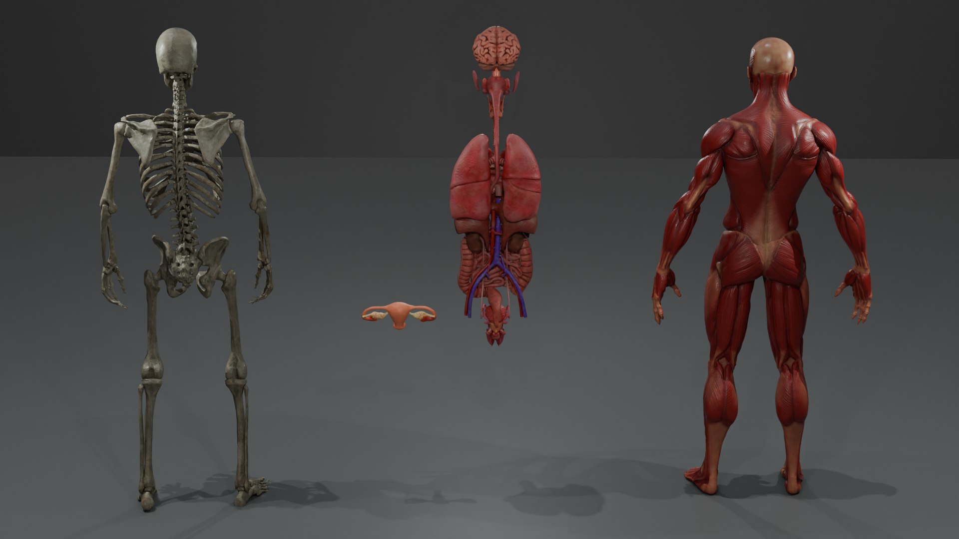 Anatomy And Internal Organs PBR 4k Low-poly 3D Model - TurboSquid 2399529