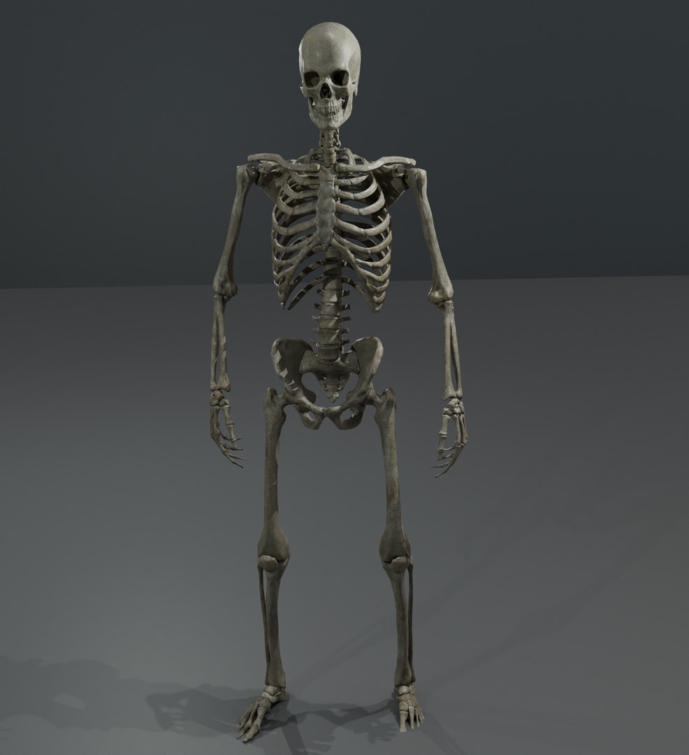 Anatomy And Internal Organs PBR 4k Low-poly 3D Model - TurboSquid 2399529