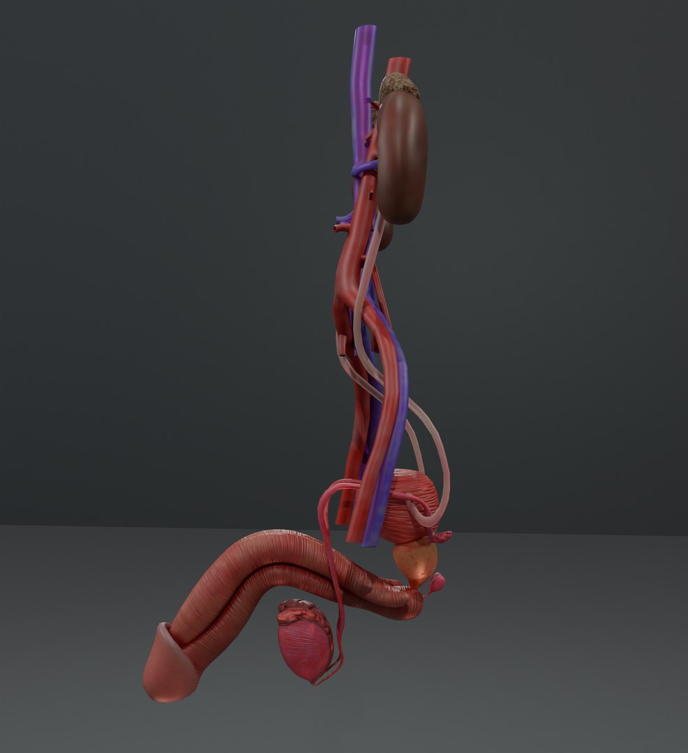 Anatomy And Internal Organs PBR 4k Low-poly 3D Model - TurboSquid 2399529