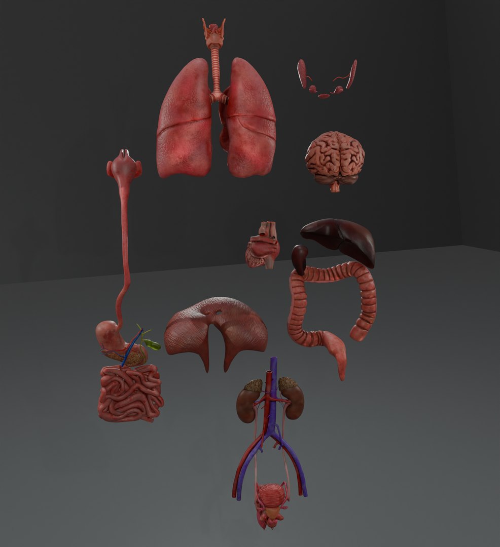 Anatomy And Internal Organs PBR 4k Low-poly 3D Model - TurboSquid 2399529