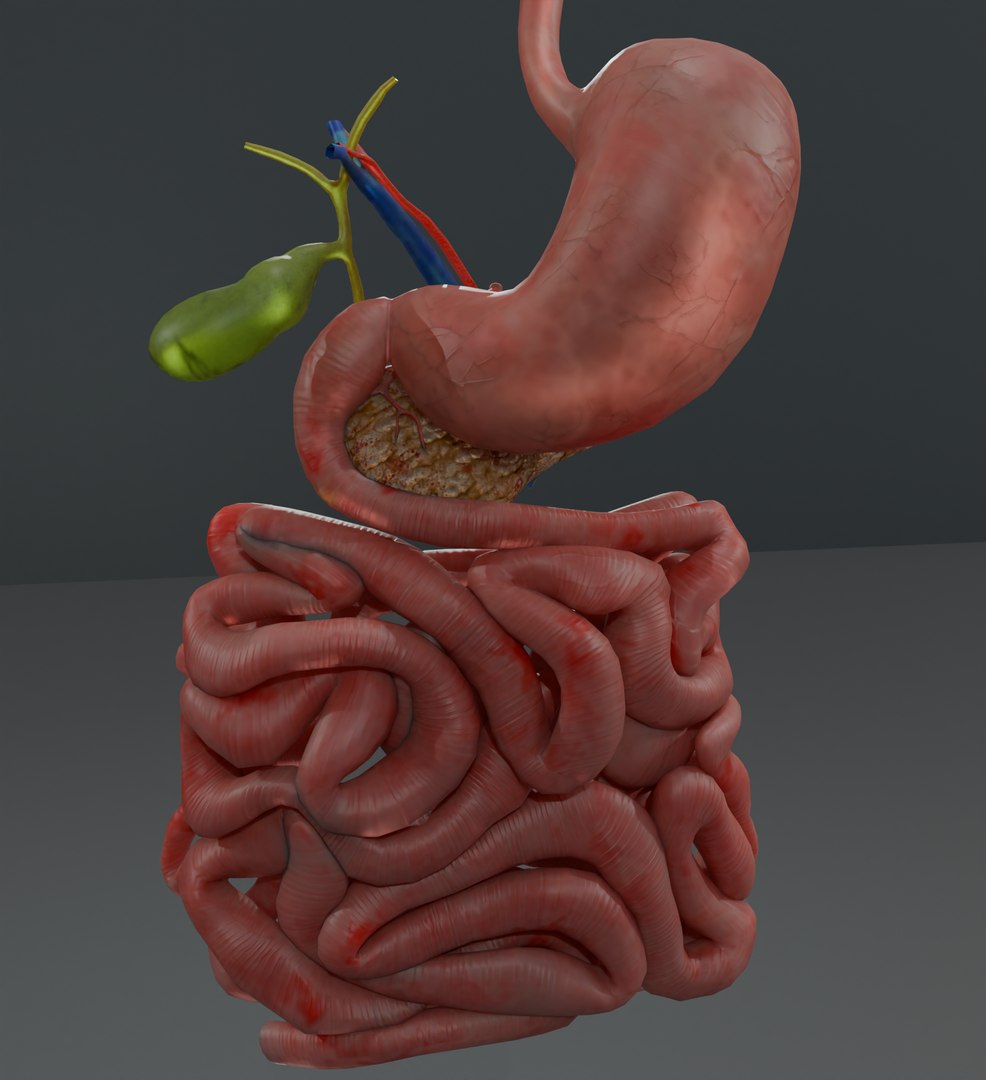 Anatomy And Internal Organs PBR 4k Low-poly 3D Model - TurboSquid 2399529
