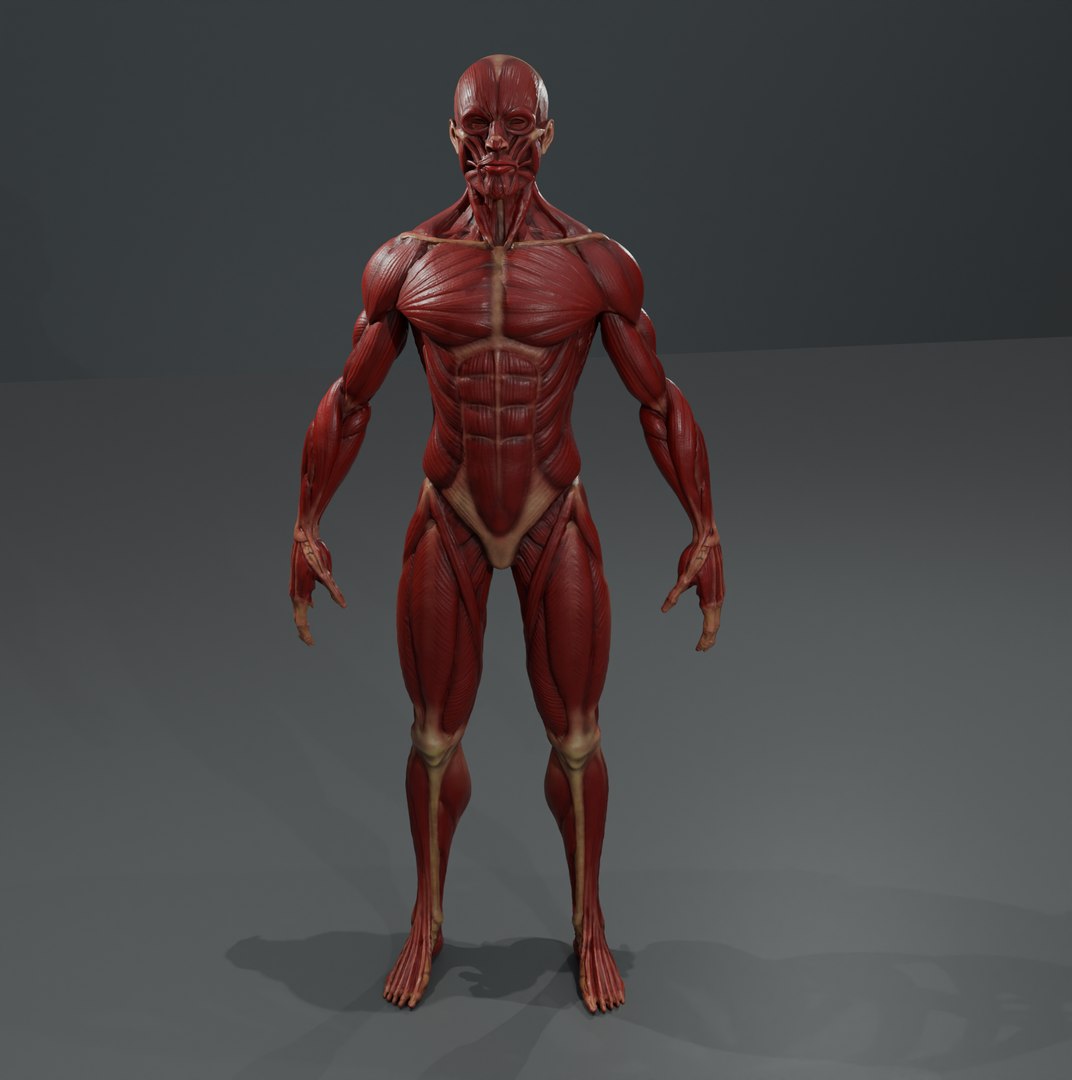 Anatomy And Internal Organs PBR 4k Low-poly 3D Model - TurboSquid 2399529