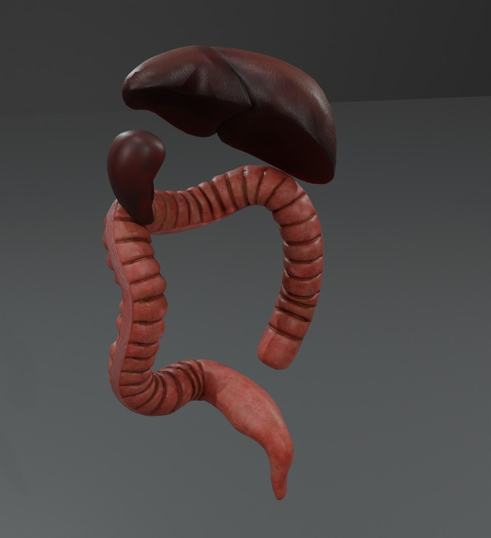 Anatomy And Internal Organs PBR 4k Low-poly 3D Model - TurboSquid 2399529