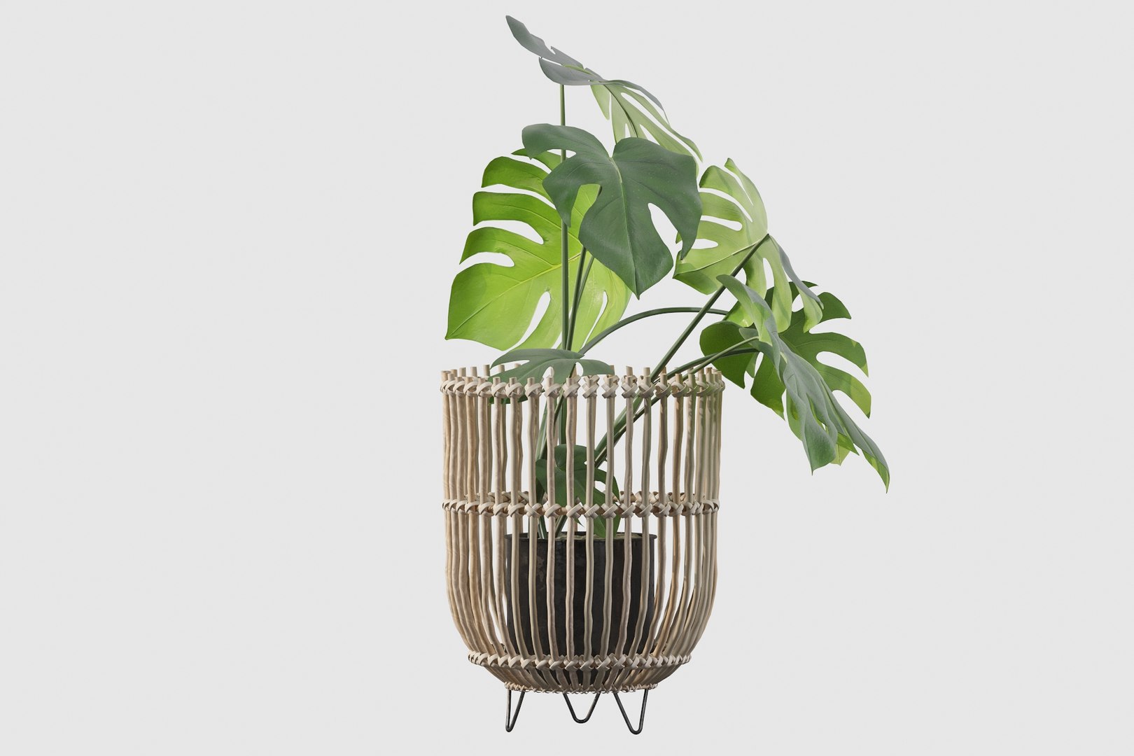 Monstera in rattan stand 3D model - TurboSquid 1878487