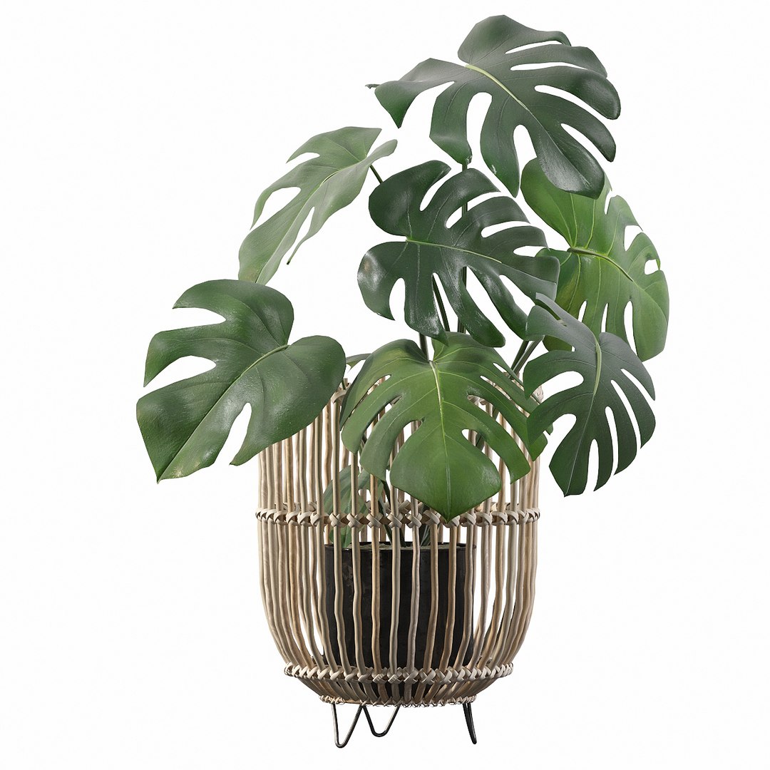 Monstera in rattan stand 3D model - TurboSquid 1878487