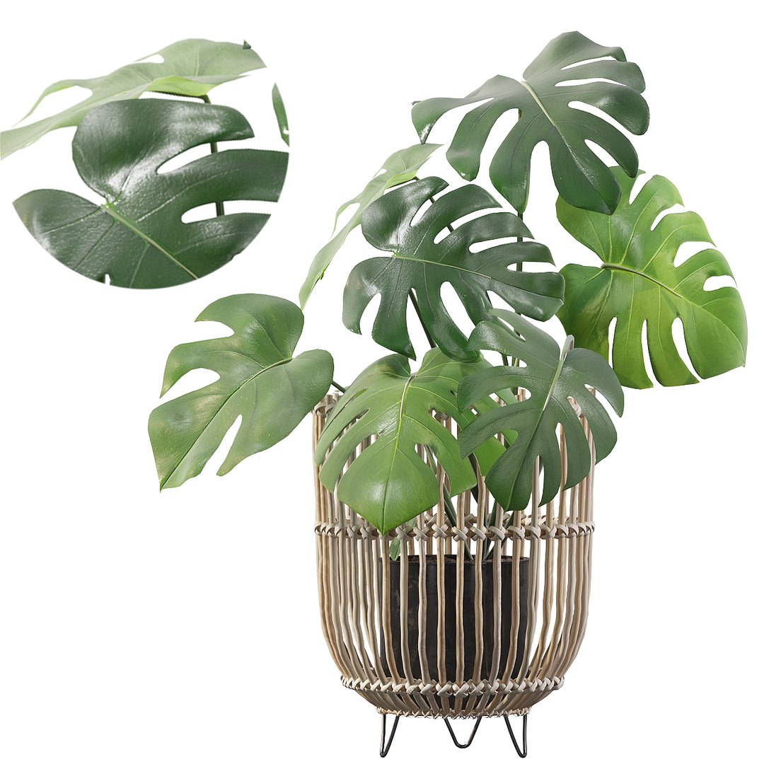 Monstera in rattan stand 3D model - TurboSquid 1878487