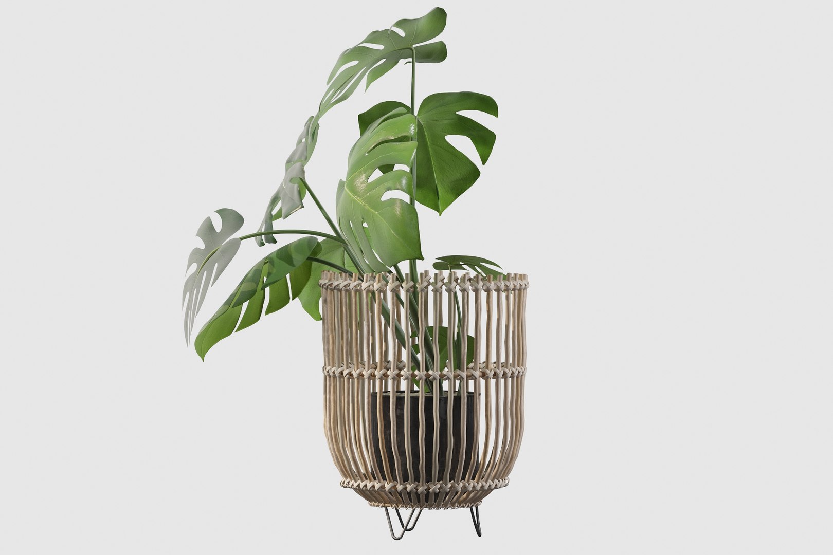 Monstera in rattan stand 3D model - TurboSquid 1878487