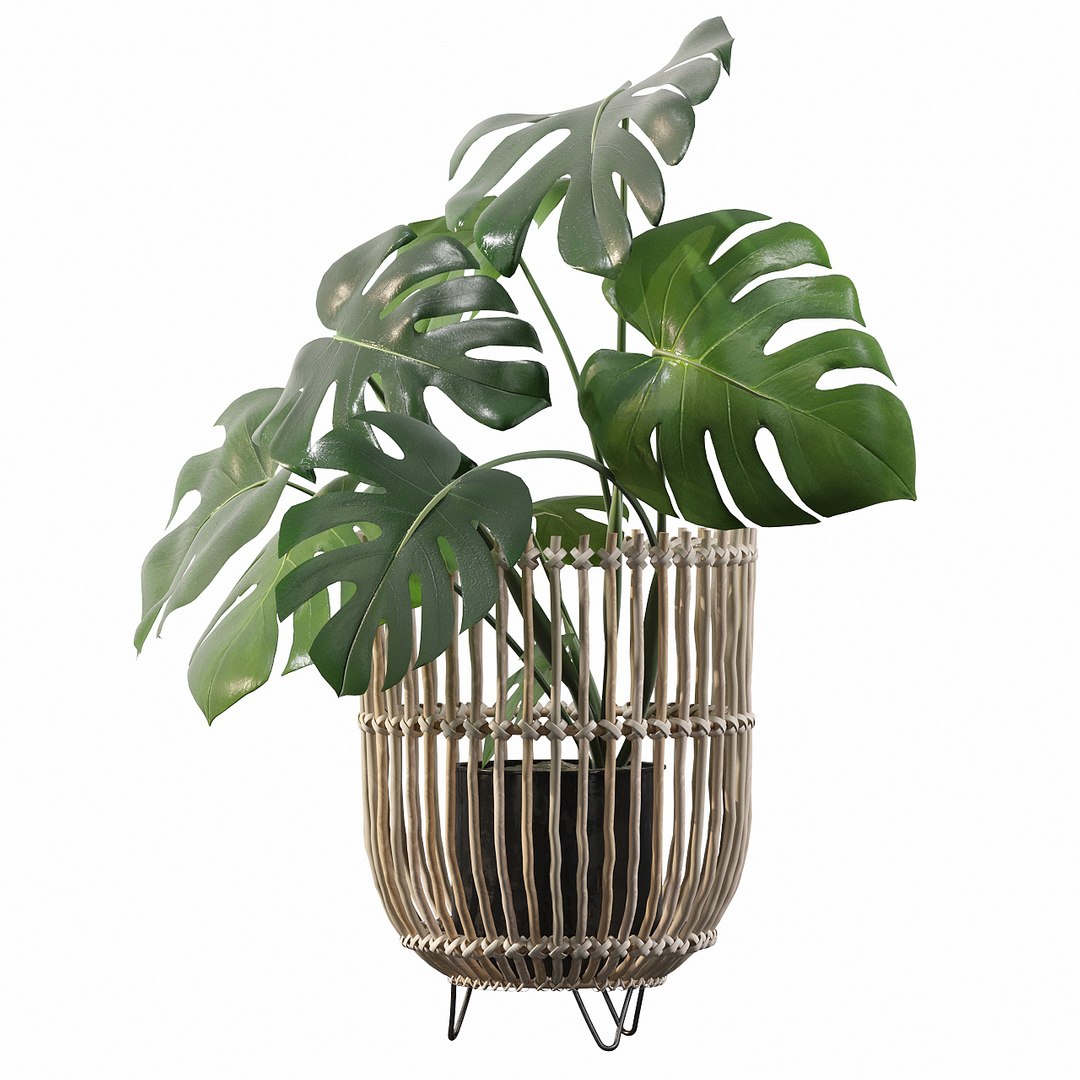 Monstera in rattan stand 3D model - TurboSquid 1878487