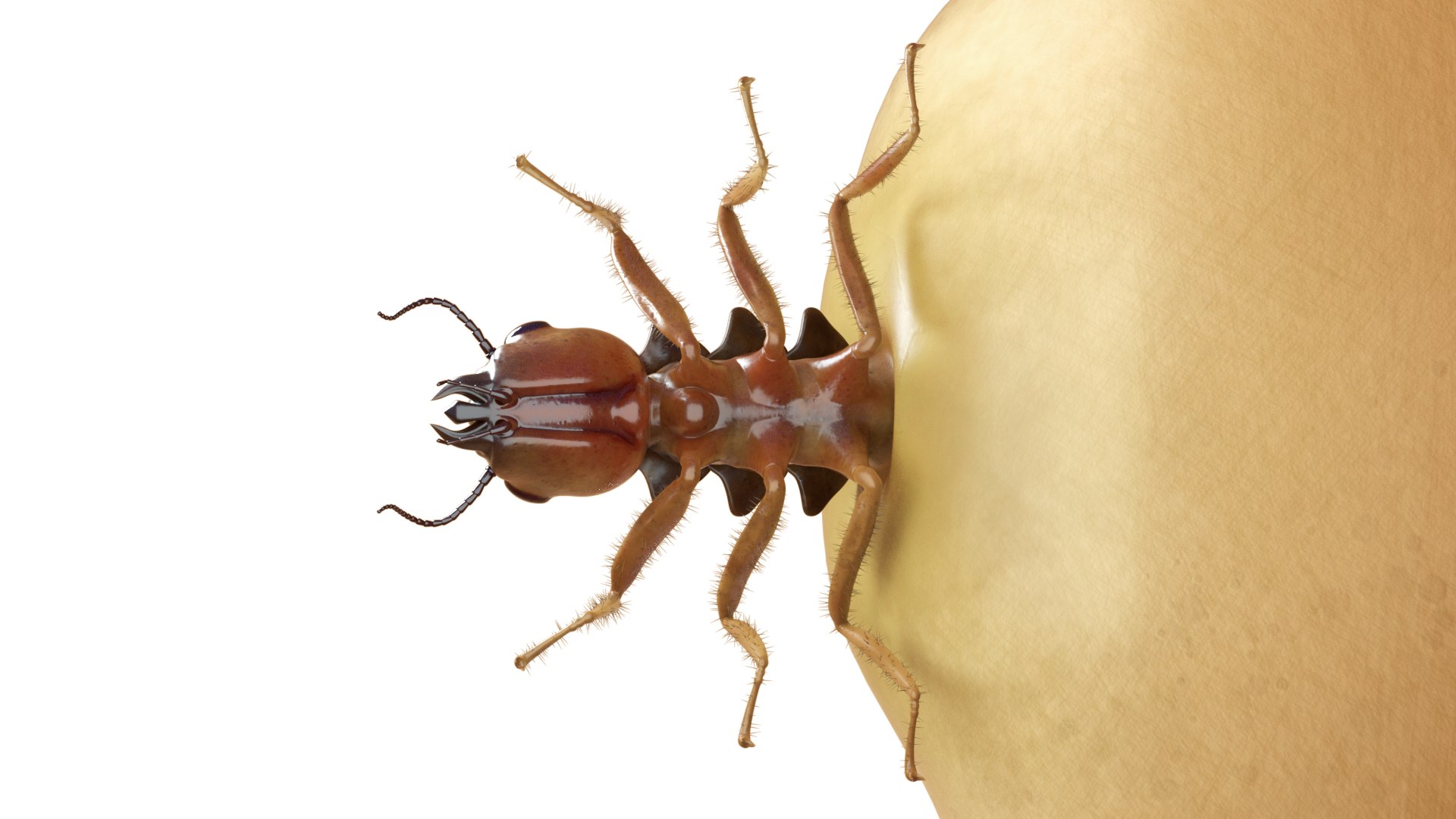 Realistic Termite Queen 3D Model - TurboSquid 1589081