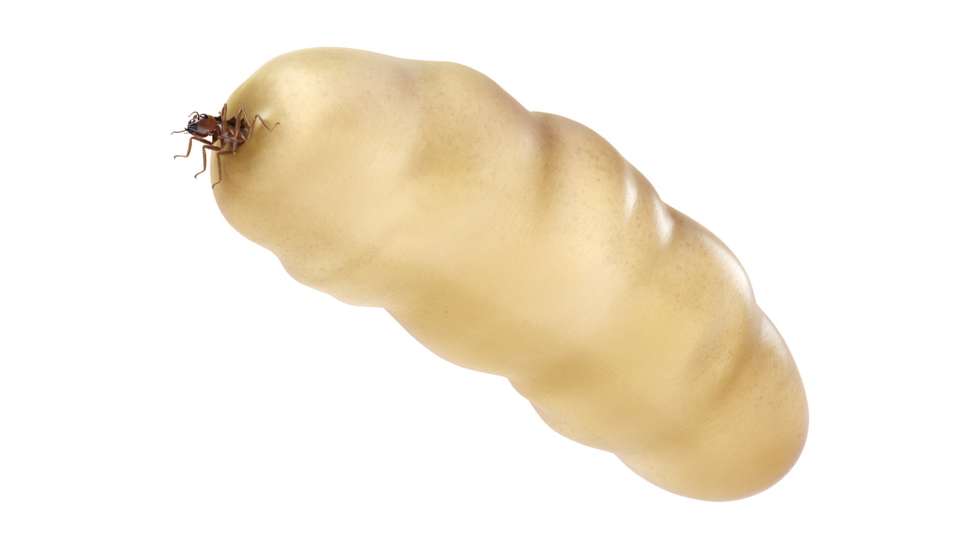 Realistic Termite Queen 3D Model - TurboSquid 1589081