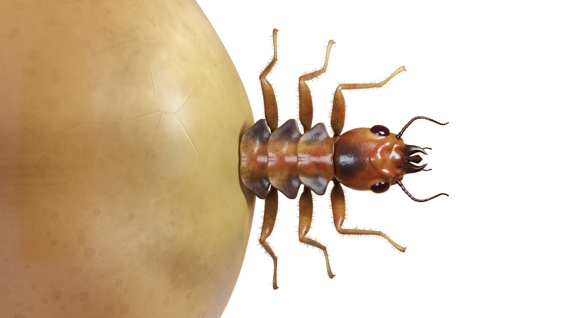 Realistic Termite Queen 3D Model - TurboSquid 1589081