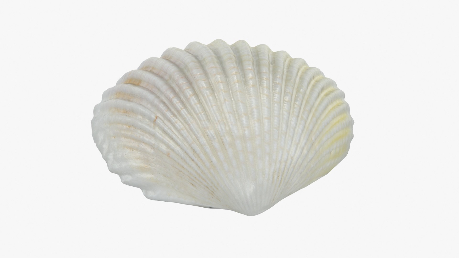 Trachycardium Egmontianum Pose 2 3D - TurboSquid 2141170