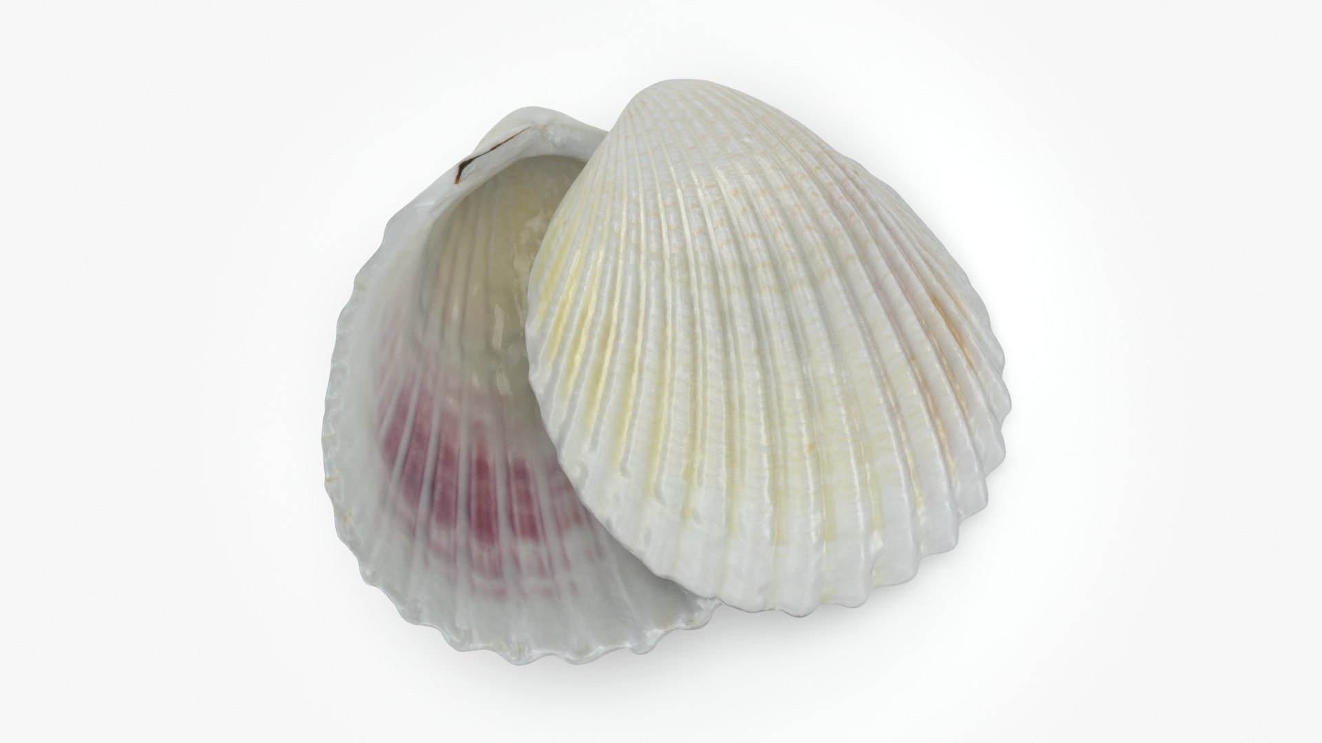 Trachycardium Egmontianum Pose 2 3D - TurboSquid 2141170