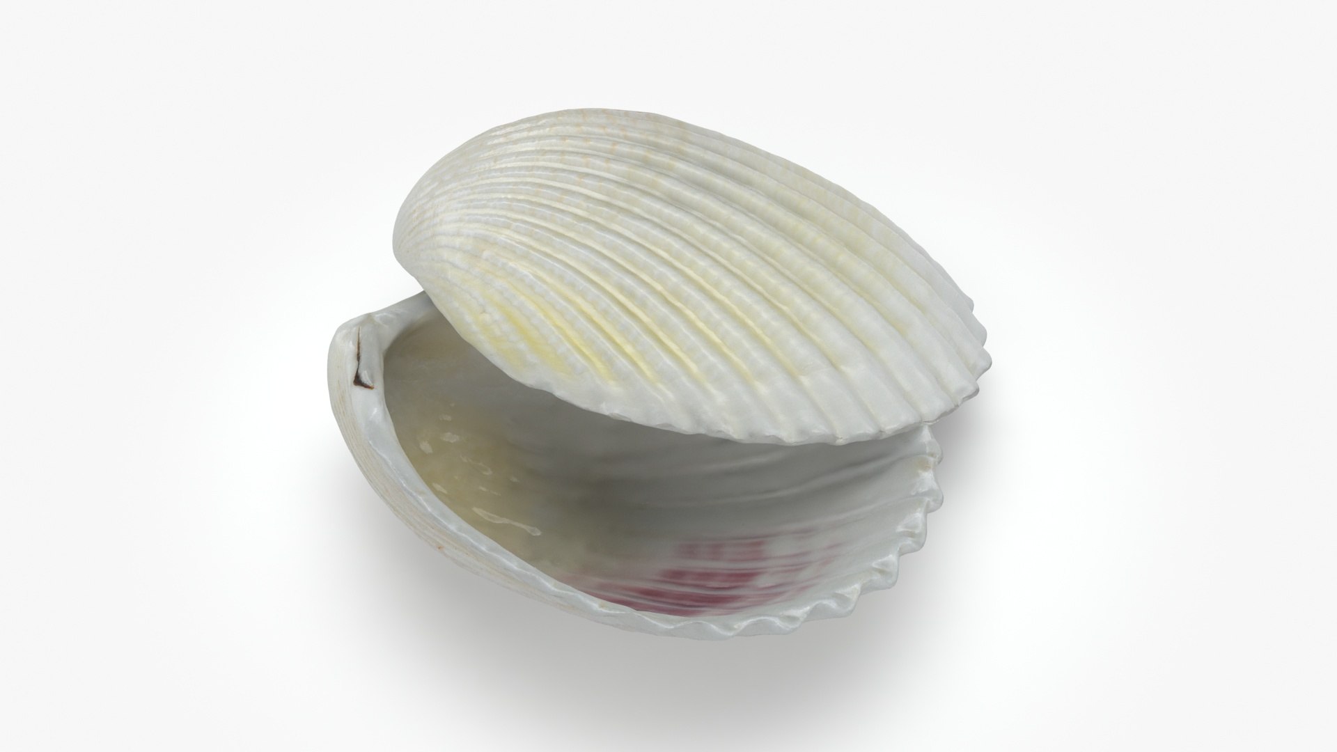 Trachycardium Egmontianum Pose 2 3D - TurboSquid 2141170