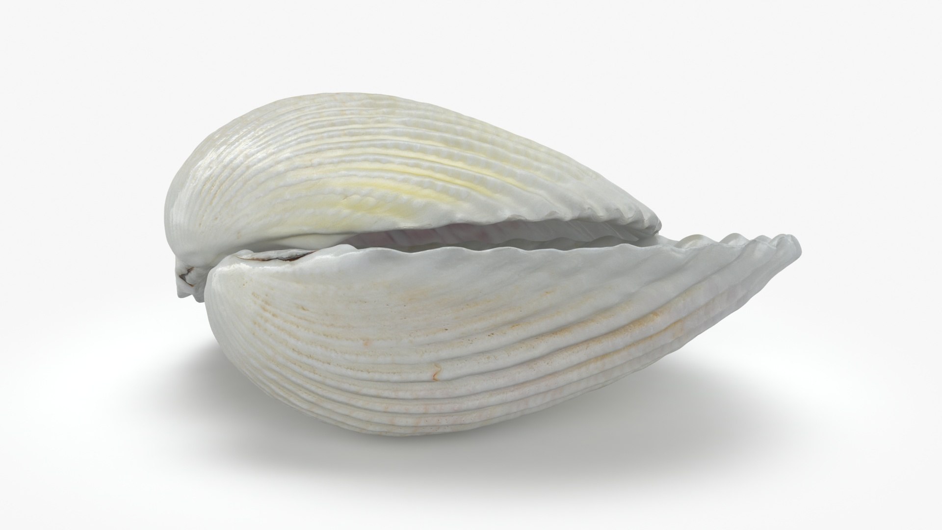 Trachycardium Egmontianum Pose 2 3D - TurboSquid 2141170