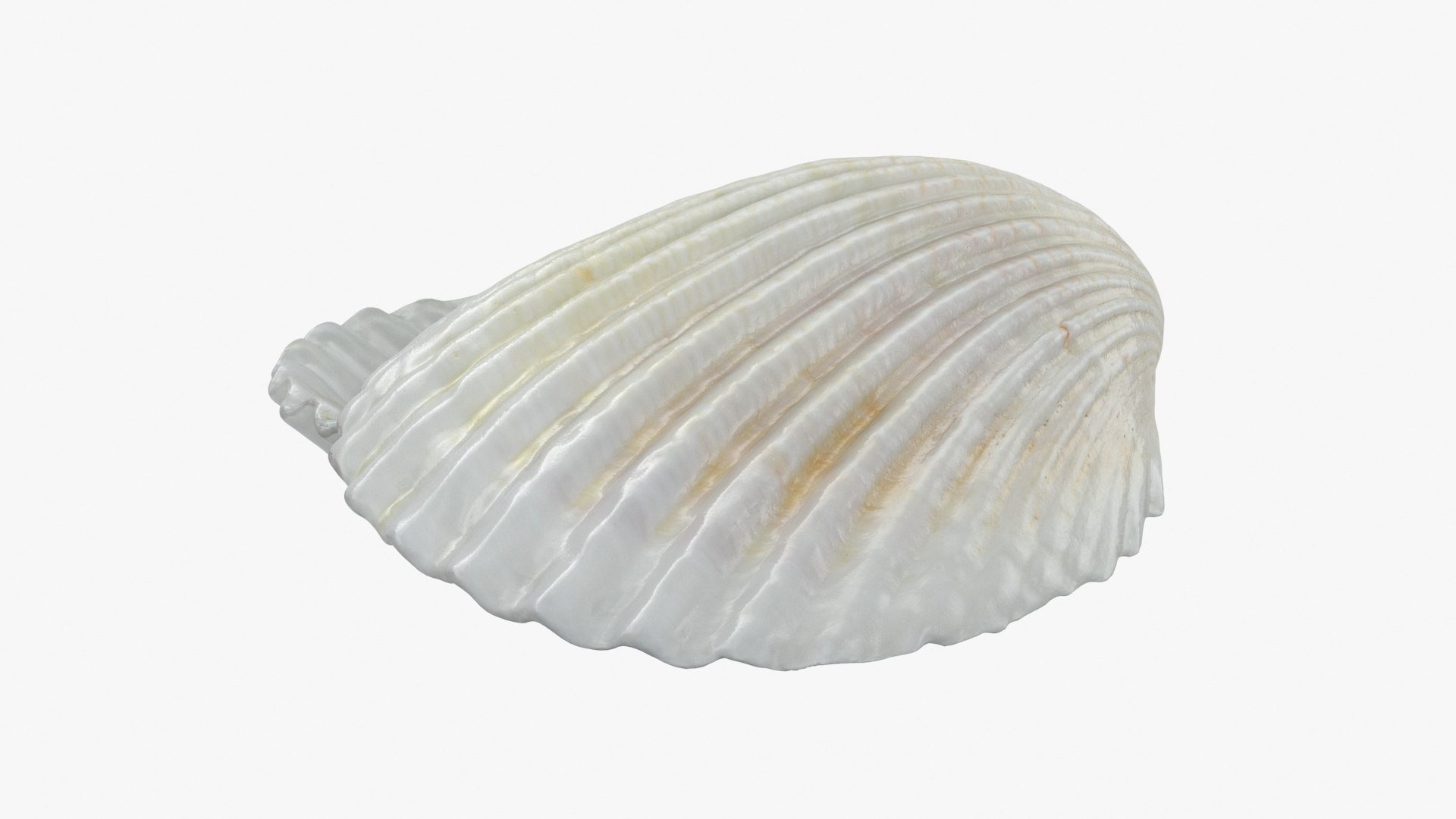 Trachycardium Egmontianum Pose 2 3D - TurboSquid 2141170