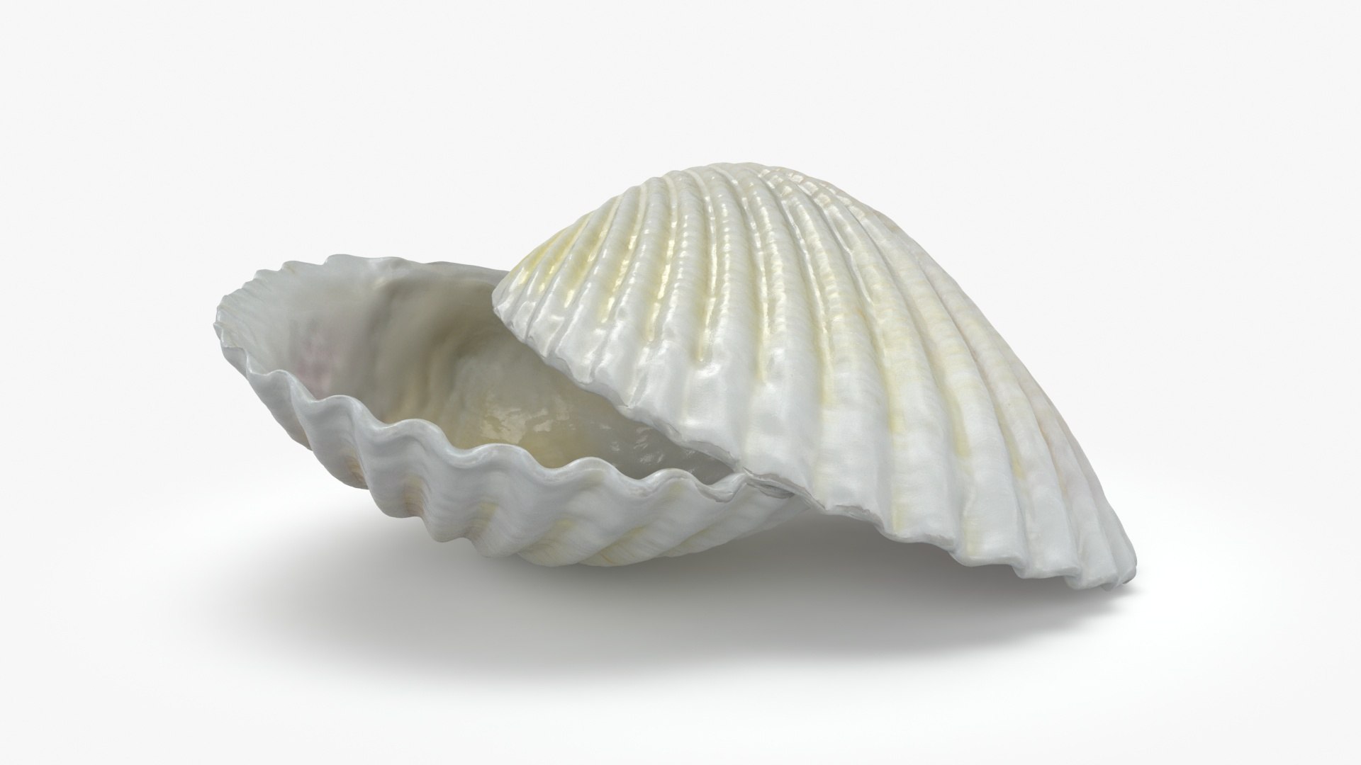 Trachycardium Egmontianum Pose 2 3D - TurboSquid 2141170