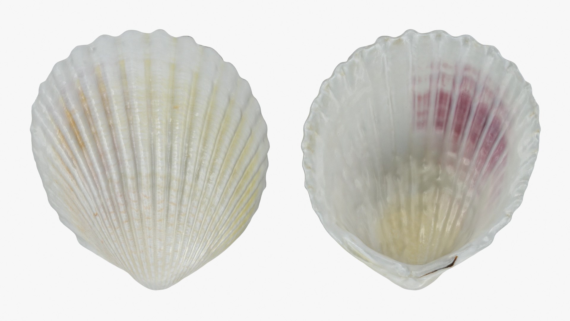 Trachycardium Egmontianum Pose 2 3D - TurboSquid 2141170