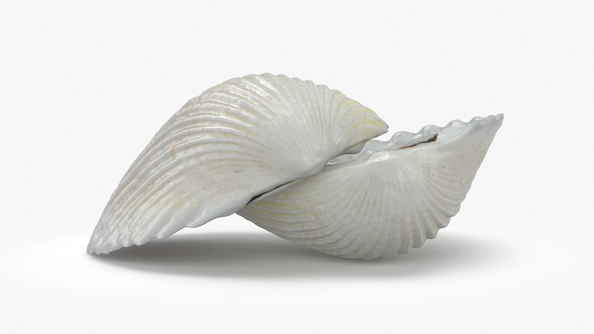 Trachycardium Egmontianum Pose 2 3D - TurboSquid 2141170