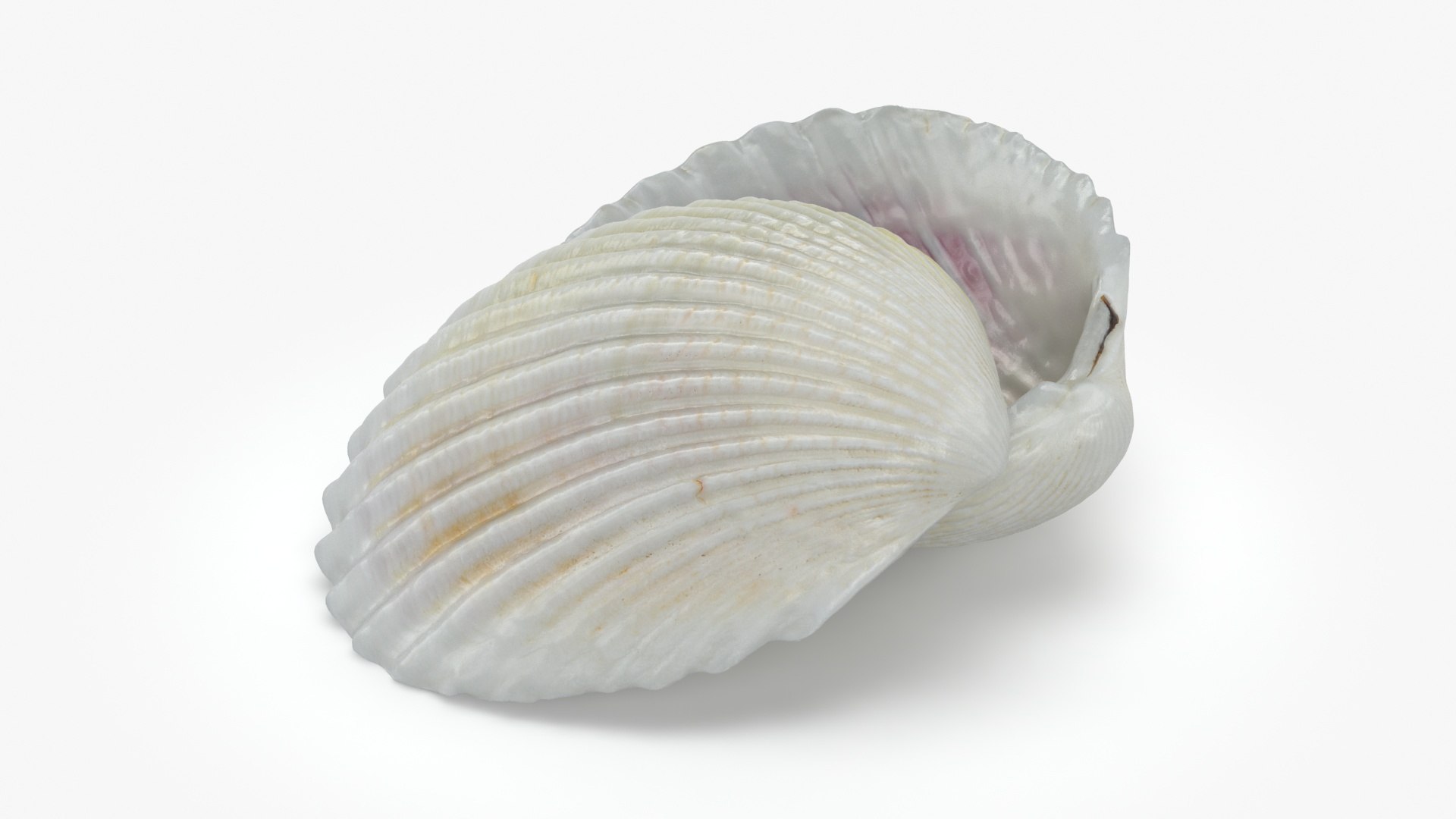 Trachycardium Egmontianum Pose 2 3D - TurboSquid 2141170