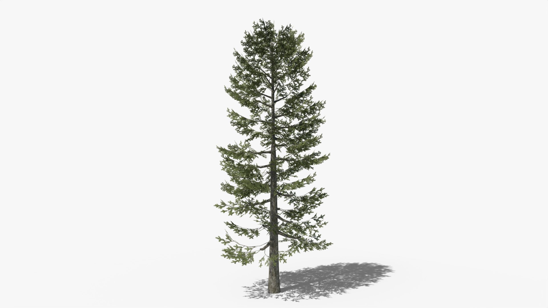 3D Model Lowpoly Pine Collection - TurboSquid 2133836