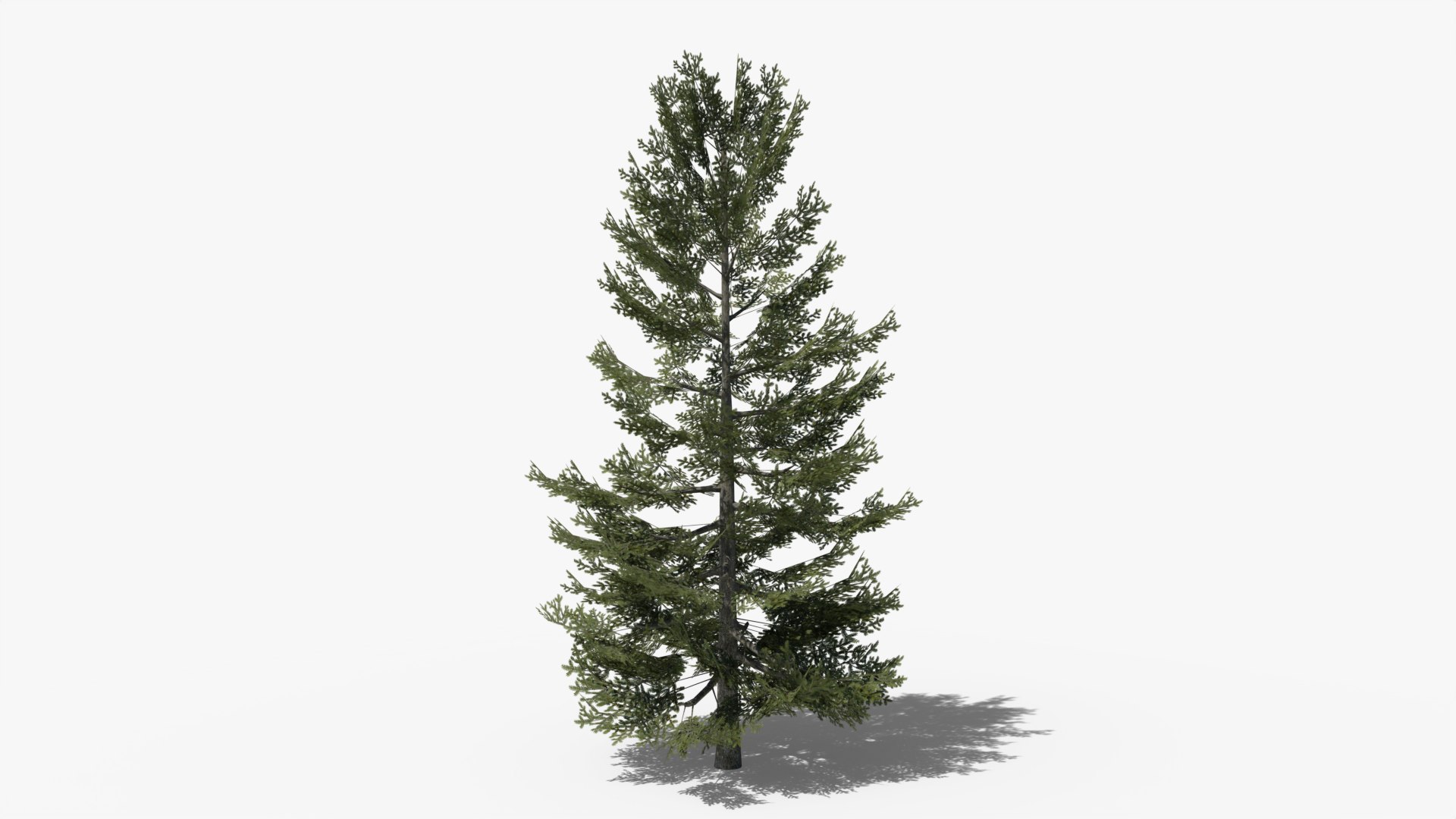 3D Model Lowpoly Pine Collection - TurboSquid 2133836